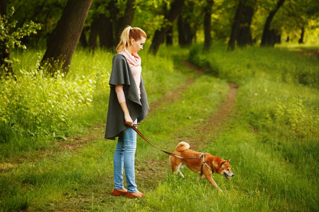 Moving with Your Dog - Wag Woof Love